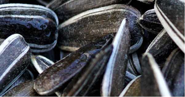 Sunflower Oil Prices – Historical Graph [Realtime Updates]