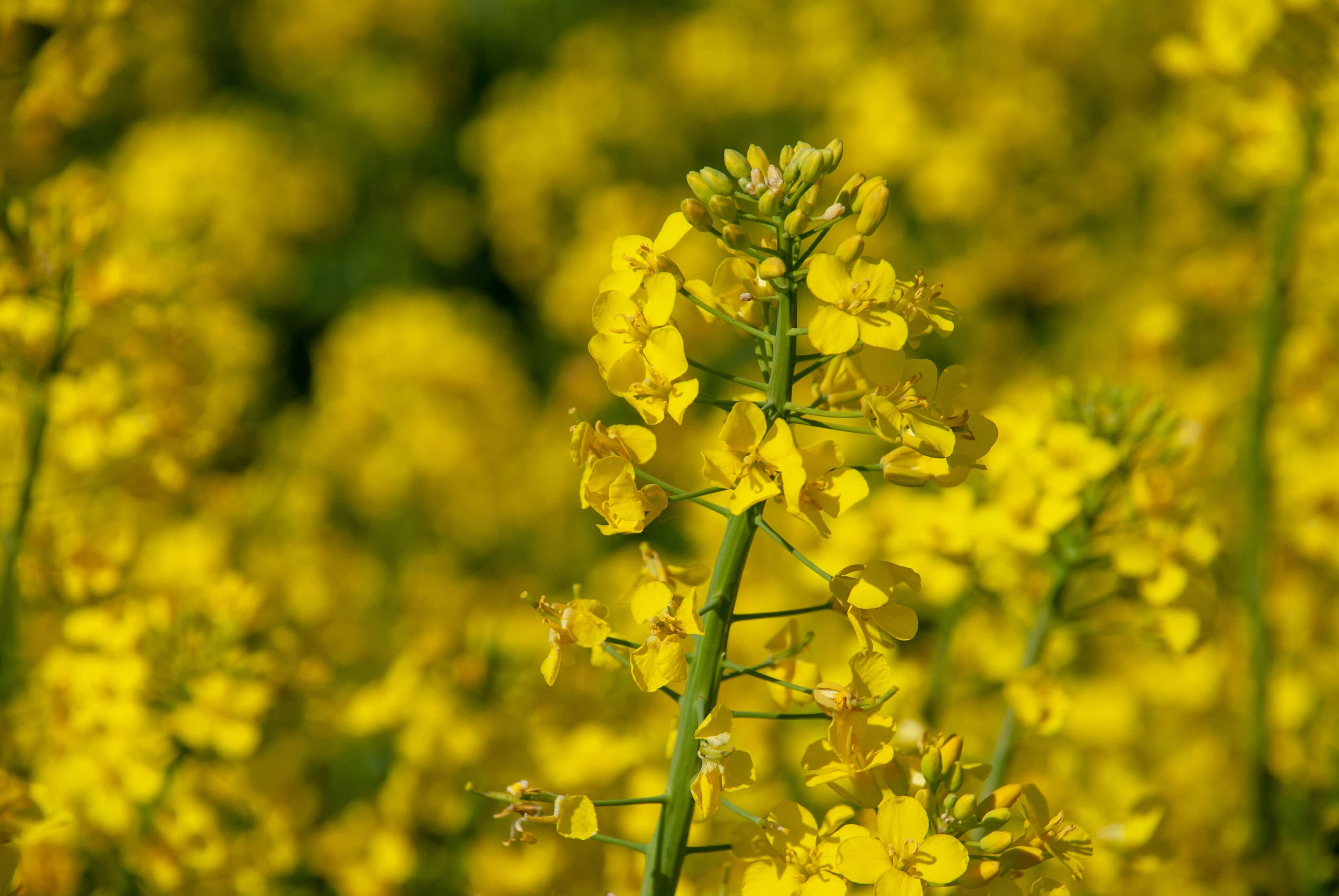 Rapeseed Oil Prices – Historical Graph [Realtime Updates]