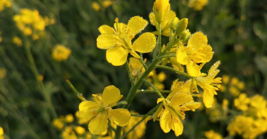 Mustard Oil Prices – Historical Graph [Realtime Updates]