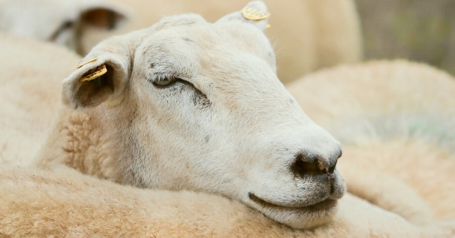 Sheep Prices – Historical Graph [Realtime Updates]