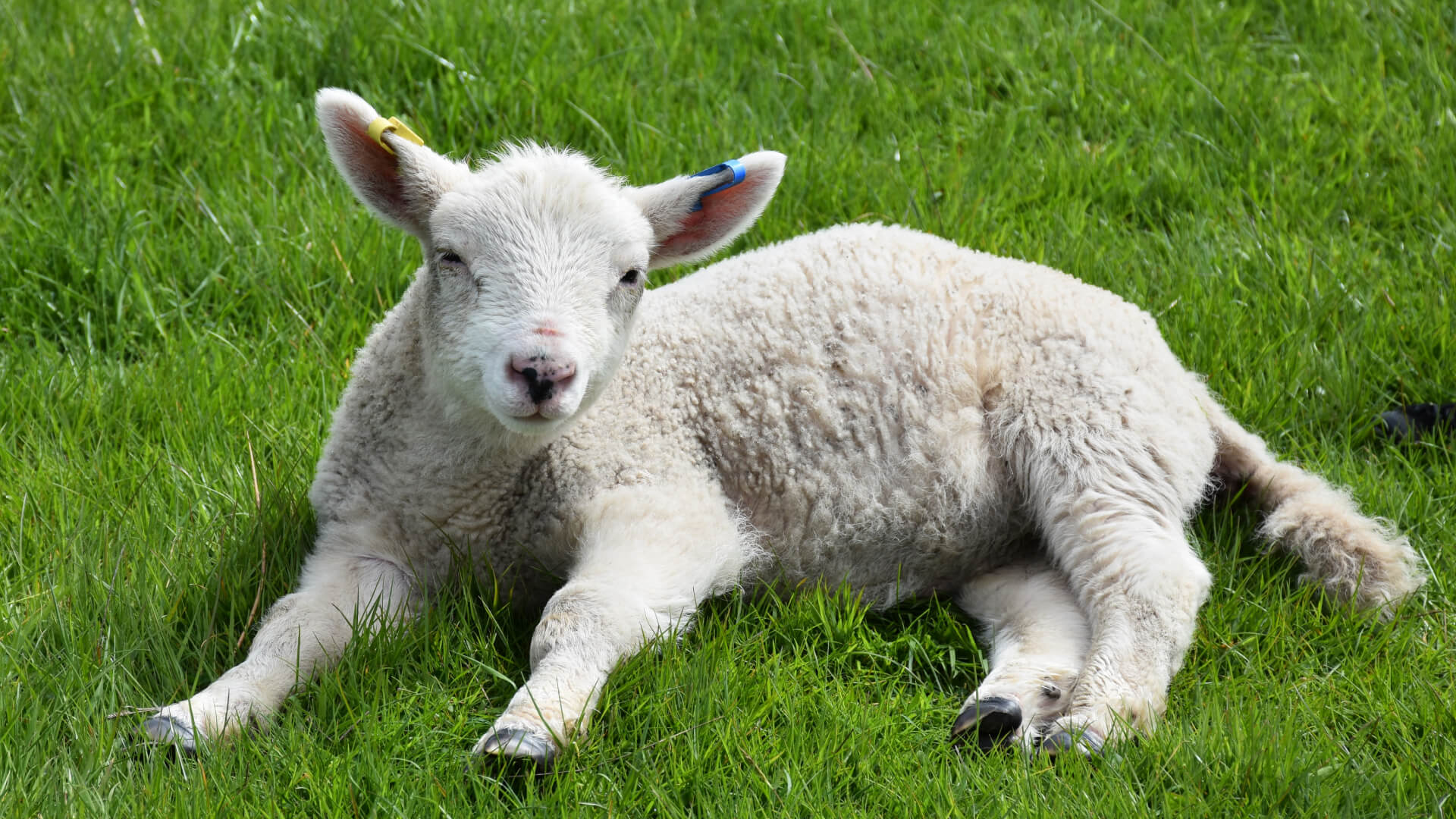 Lamb Prices – Historical Graph